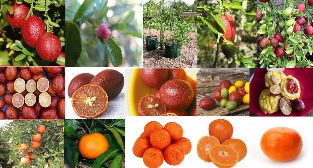 Rare-and-Unusual-Citrus-fruit-tree-seeds-Yummy-Exotic- - Heddysue.com ...