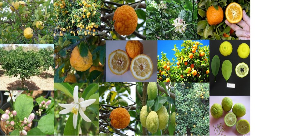 Rare-and-Unusual-Citrus-fruit-tree-seeds-Yummy-Exotic- - Heddysue.com ...