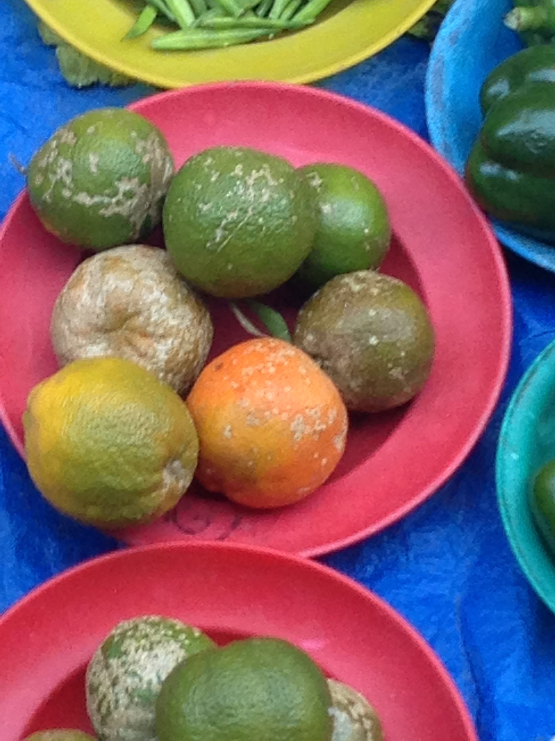 Rare-and-Unusual-Citrus-fruit-tree-seeds-Yummy-Exotic- - Heddysue.com ...