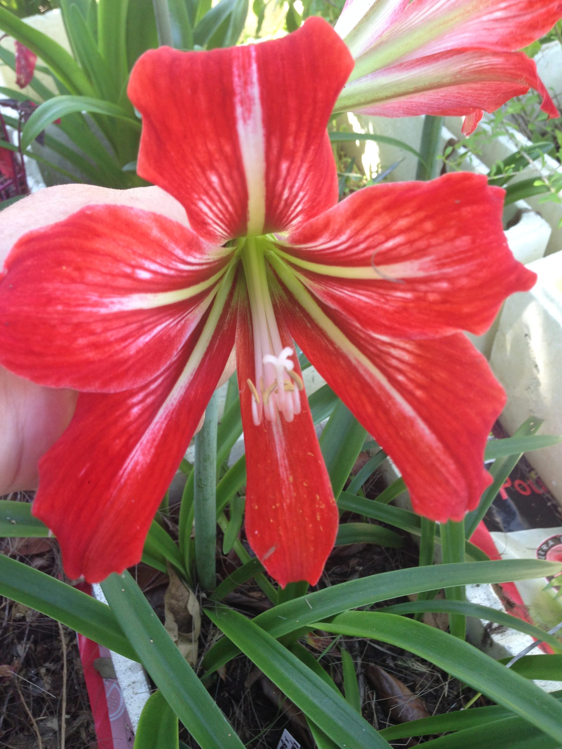 Lovely bulbs from 2015 - Heddysue.com Hippeastrums and Rare Edibles